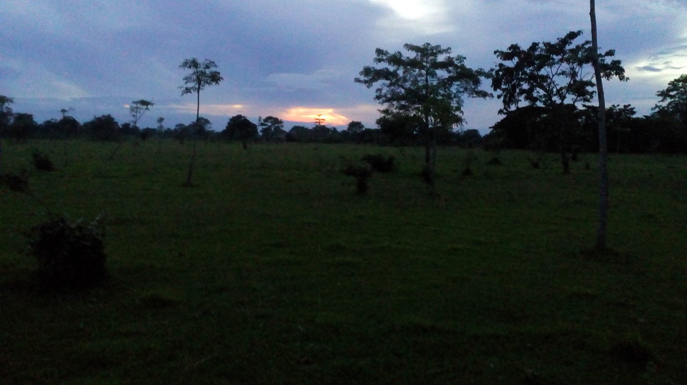 Molai Forest
