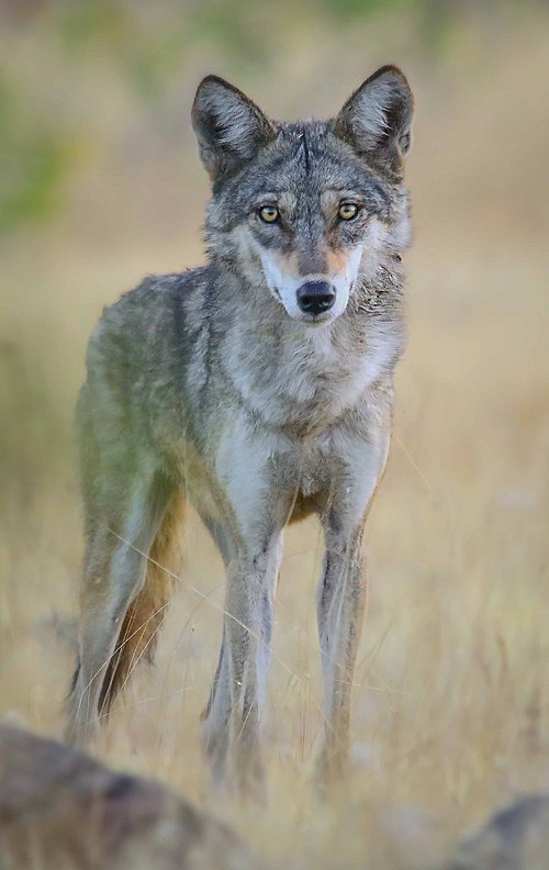 Mahuadanr Wolf Sanctuary – India’s Only Wolf Reserve