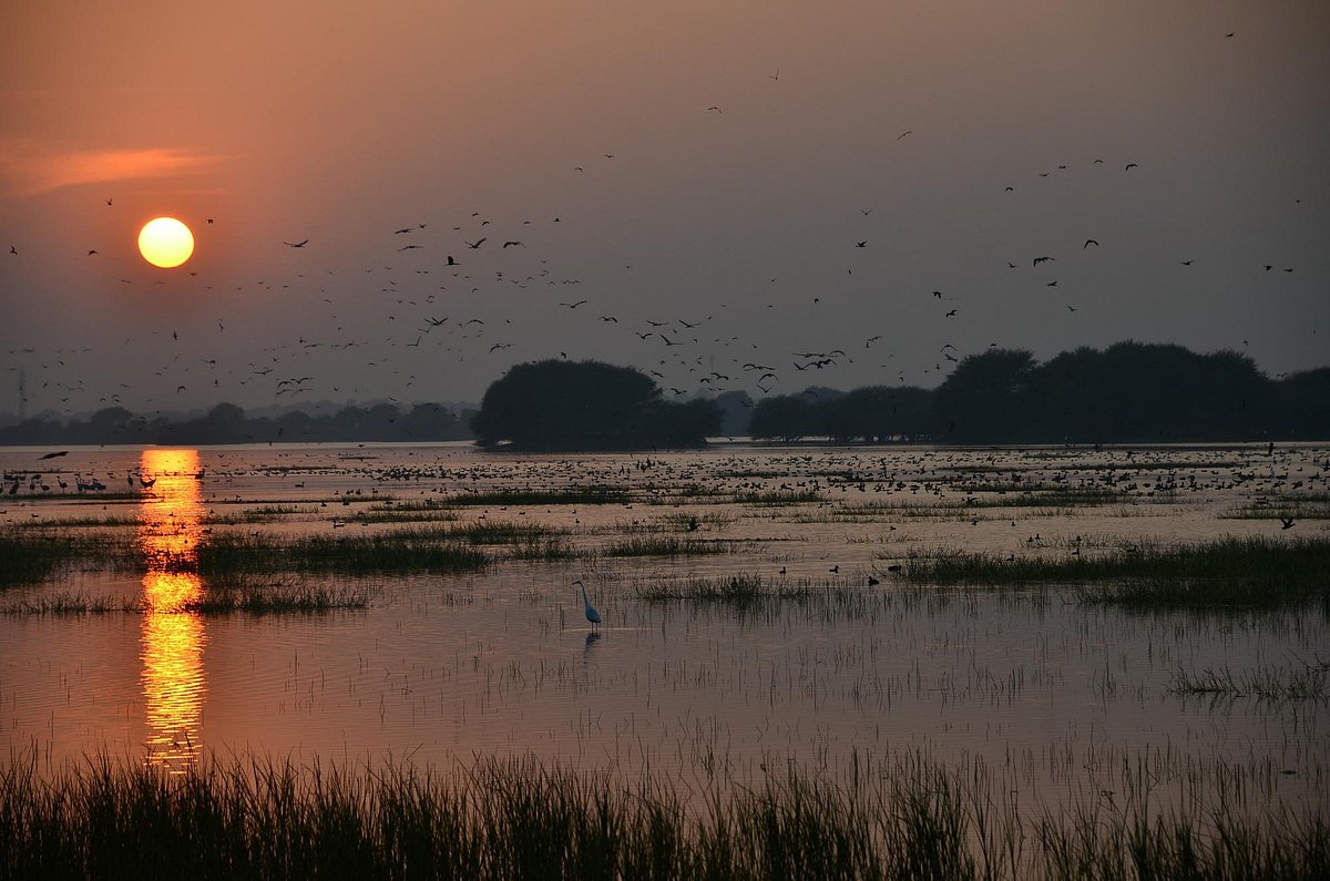Thol Lake Bird Sanctuary | Mehsana | Wetland & Migratory Birds